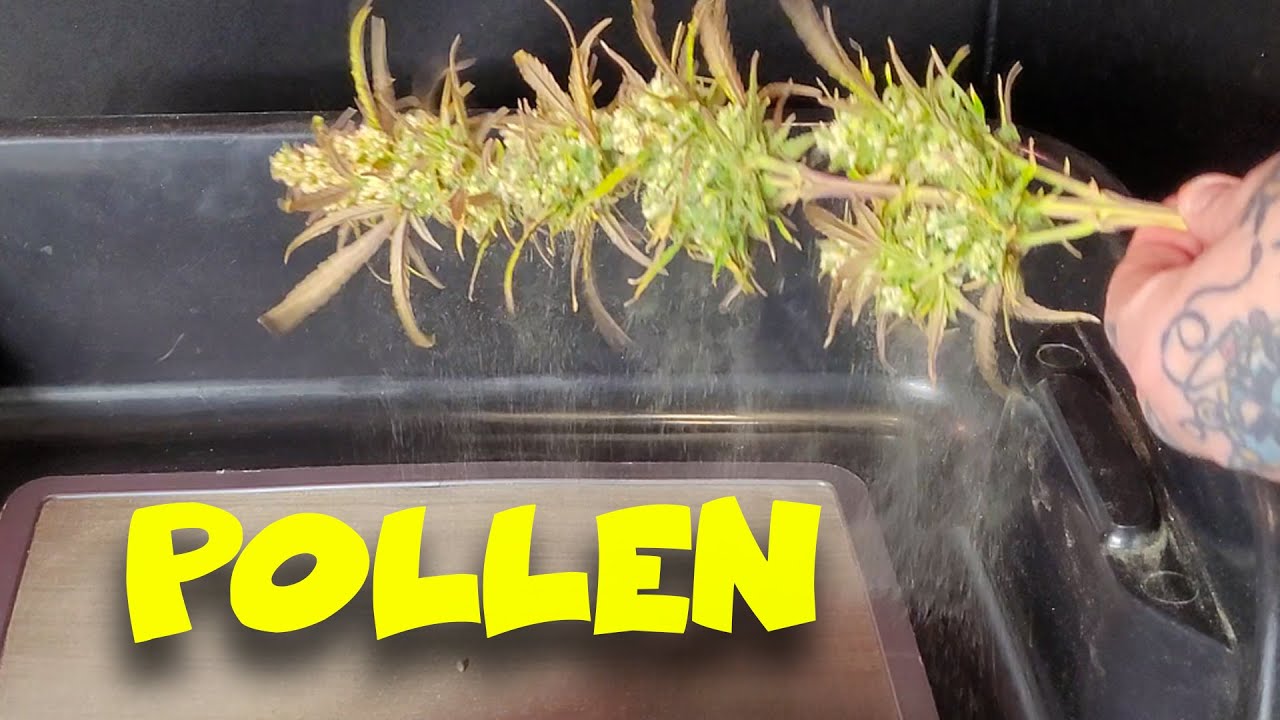 How To Harvest Cannabis Pollen 4k - YouTube
