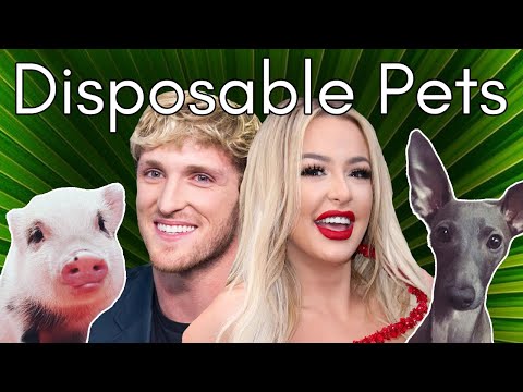 The Tragic Story Of These Youtuber Pets