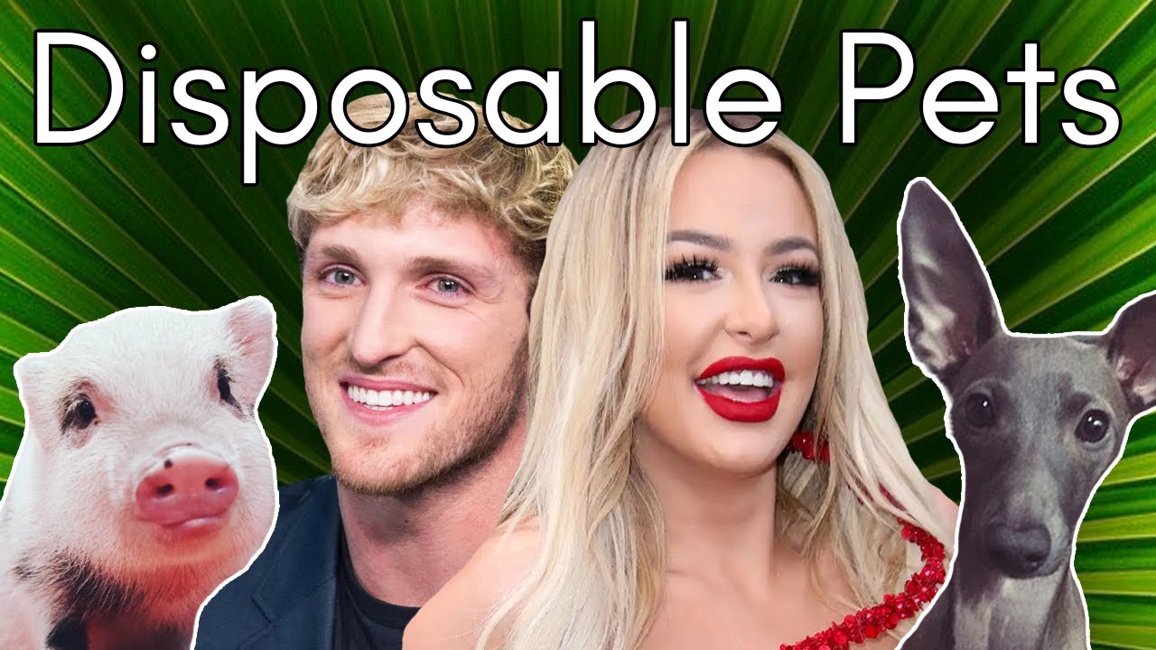 The Tragic Story Of These Youtuber Pets - YouTube