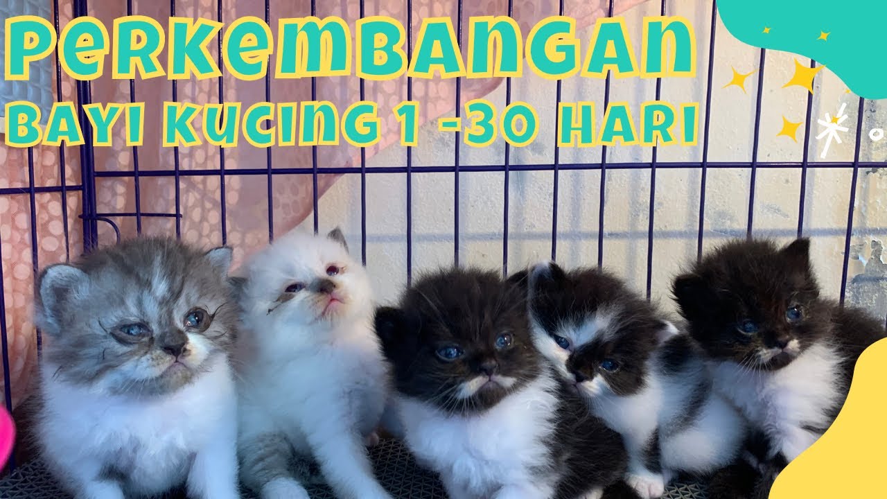 PERKEMBANGAN BAYI KUCING UMUR 1 HARI - 1 BULAN - YouTube