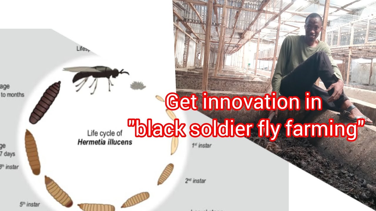 Black soldier fly farming in Burundi 🇧🇮/ Ubworozi bw'amasazi yitwa ...