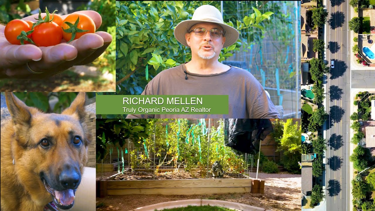Richard Mellen- Truly Organic Realtor in Peoria AZ- Raised-Bed Garden ...