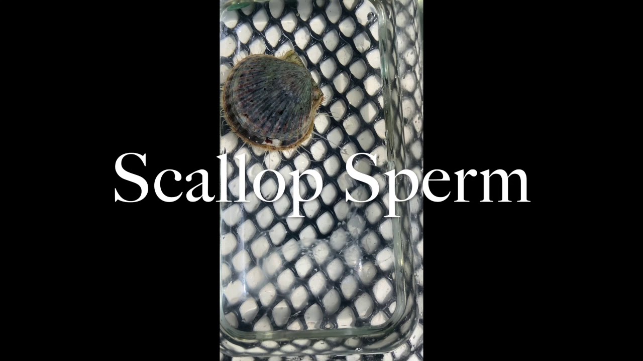 Scallop Spawning - MVSG Summer 2020 - YouTube