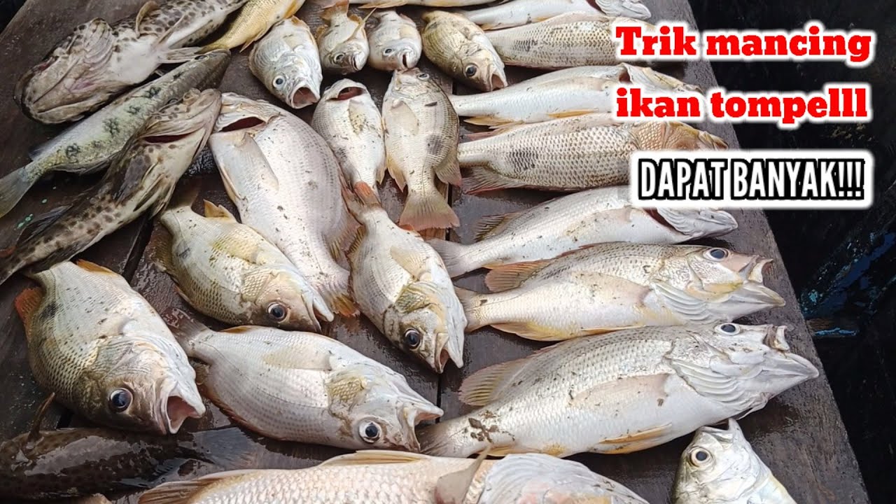 Cara cepat mancing ikan tompel dapat banyak#mancingikantompel - YouTube