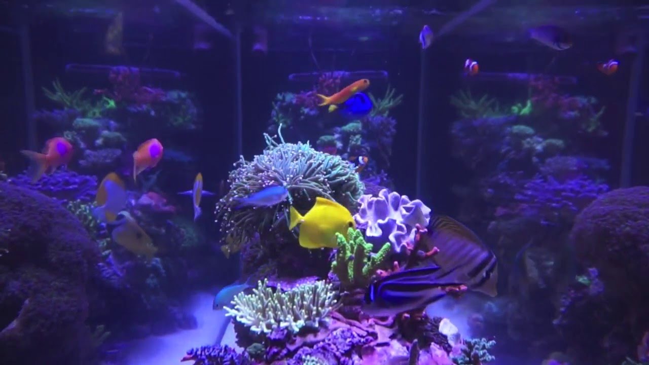 Beautiful Custom Reef Tank Video - Saltwater - YouTube