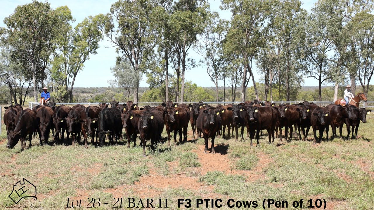 Lots 28 - 31 Bar H F3 PTIC Cows (Pens of 10) - YouTube