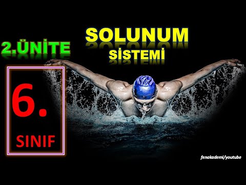 solunum sistemi 6.sınıf 2021