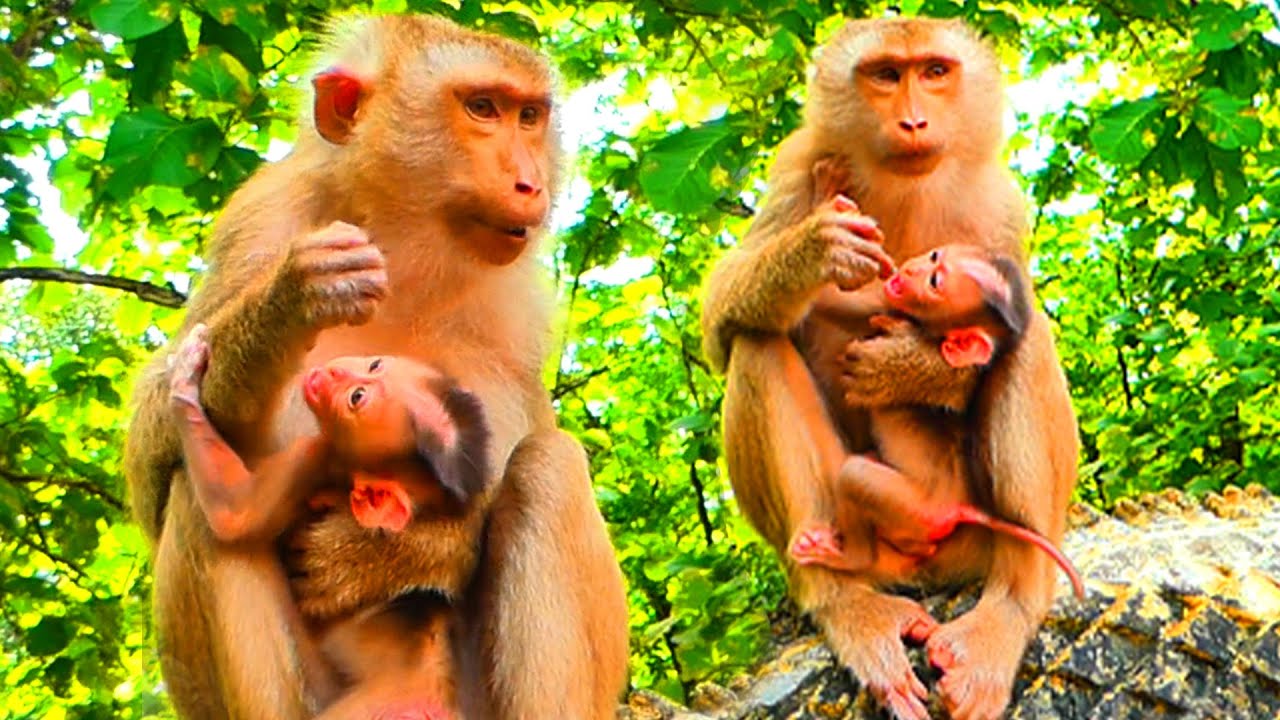 Update: Oh God.! Empty stomach BB Moken motivating Ma-ma for food! He ...