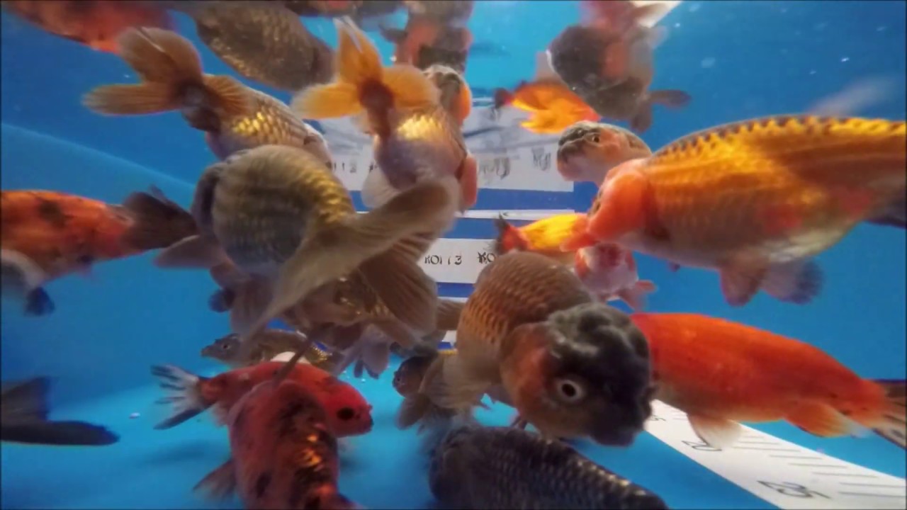 KOI 13 -- Ranchu 'Medium' -- Video 12/2020 - YouTube