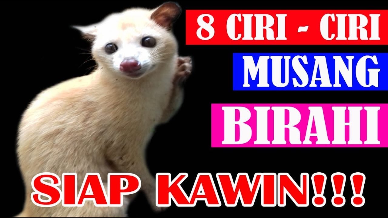 Ciri - Ciri Musang Birahi - YouTube