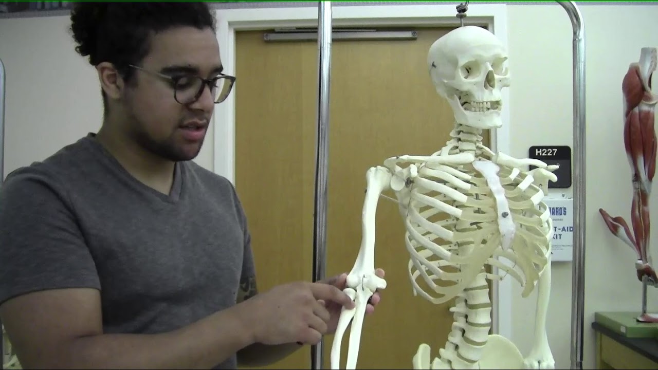 OIA Biceps Brachii - YouTube