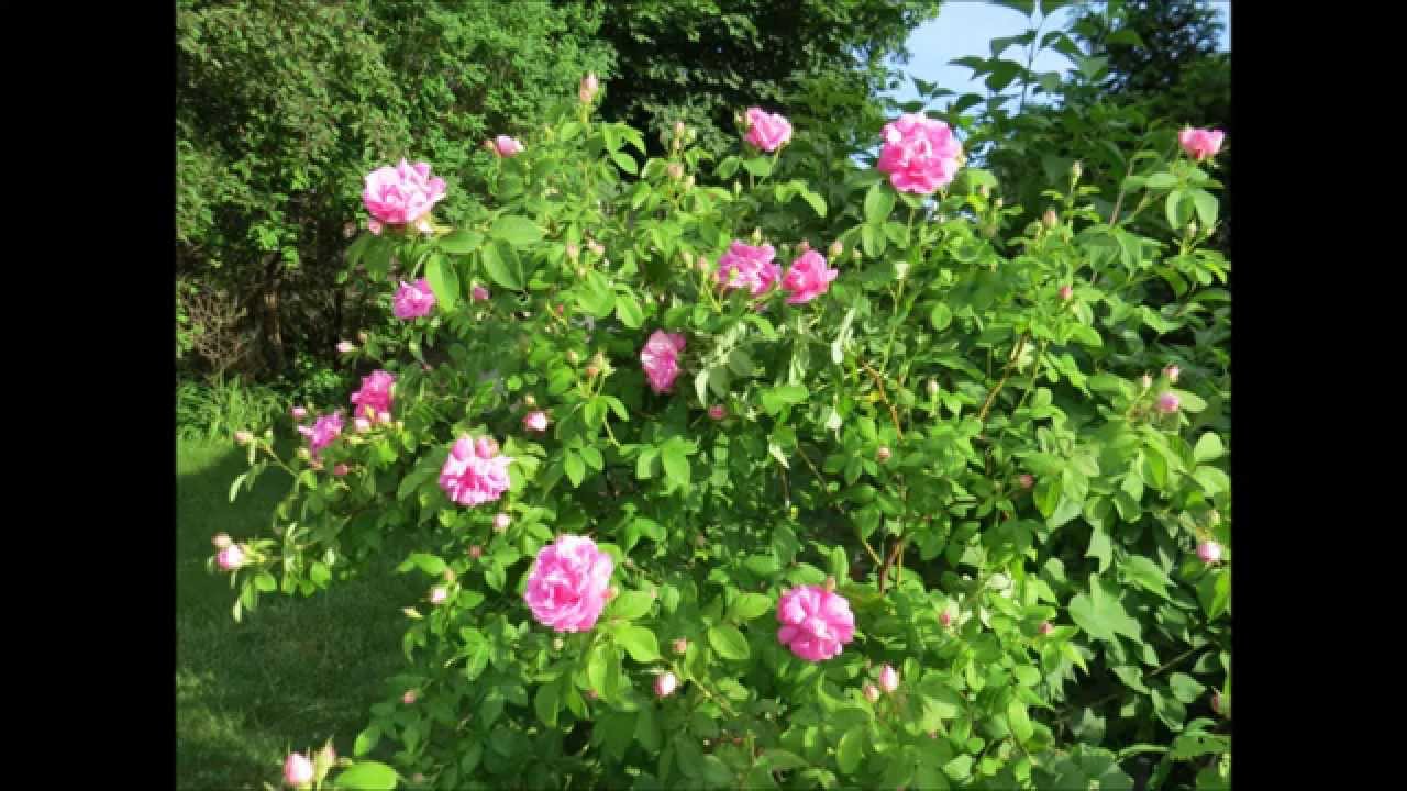 ╭დ╯🌹My beautiful pink antique climbing heirloom roses🌹╭დ╯ - YouTube