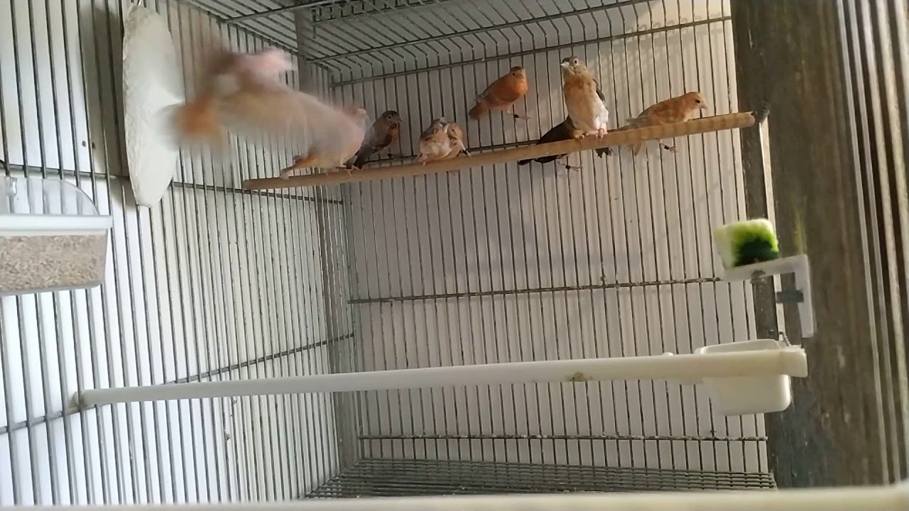 Pichones clasicos y mutaciones temp 2019 - YouTube