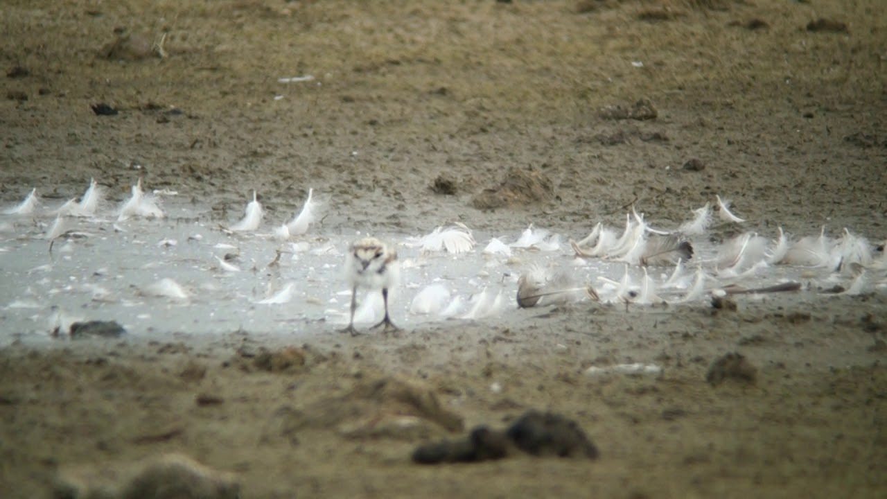 Little ringed plover chick Kleine plevier pullus Leiderdorp The ...