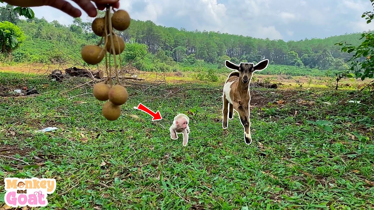 Cute baby monkey and goat scramble fruit - YouTube