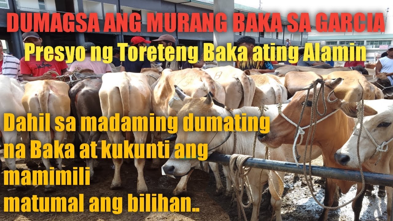 PRESYO NG BAKANG TORETE/MALILIIT NA BAKA dumagsa sa Padre Garcia ...