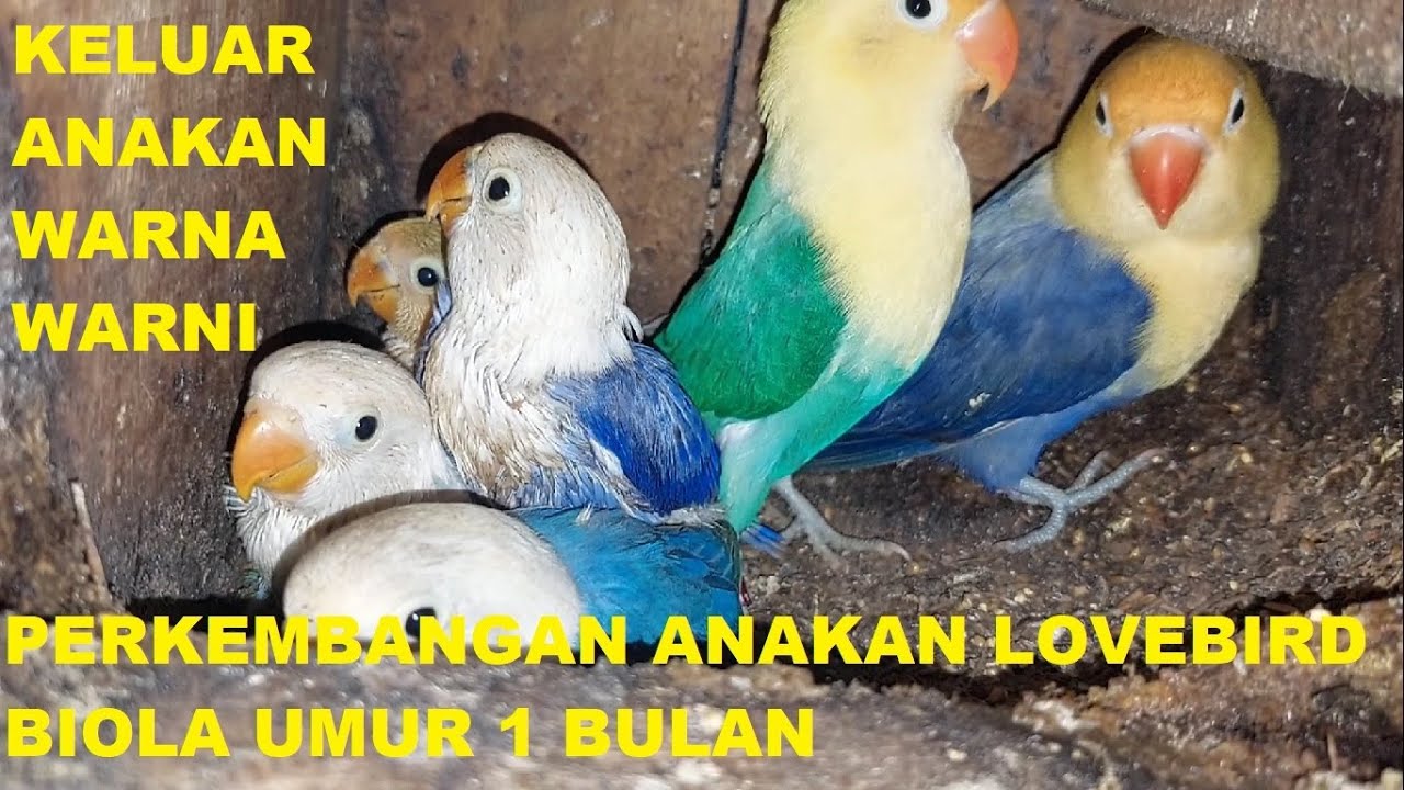 Perkembangan anakan lovebird biola usia 1 bulan lebih langsung pasang ...