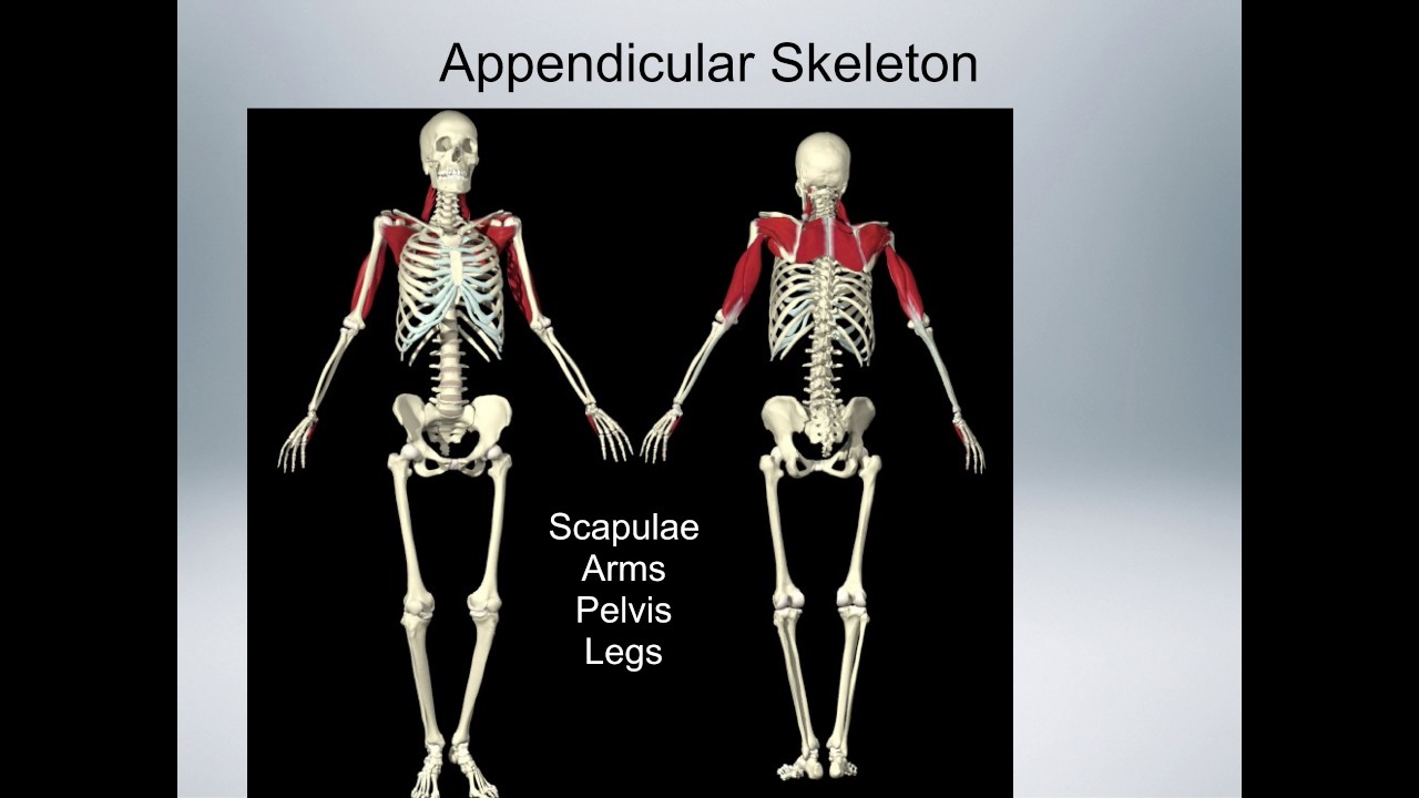 EXSC 281 Week 2: Axial & Appendicular skeleton and Muscular Anatomy ...