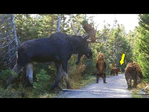 Mighty Moose: Epic Battles and Secrets of the Forest Giant - YouTube