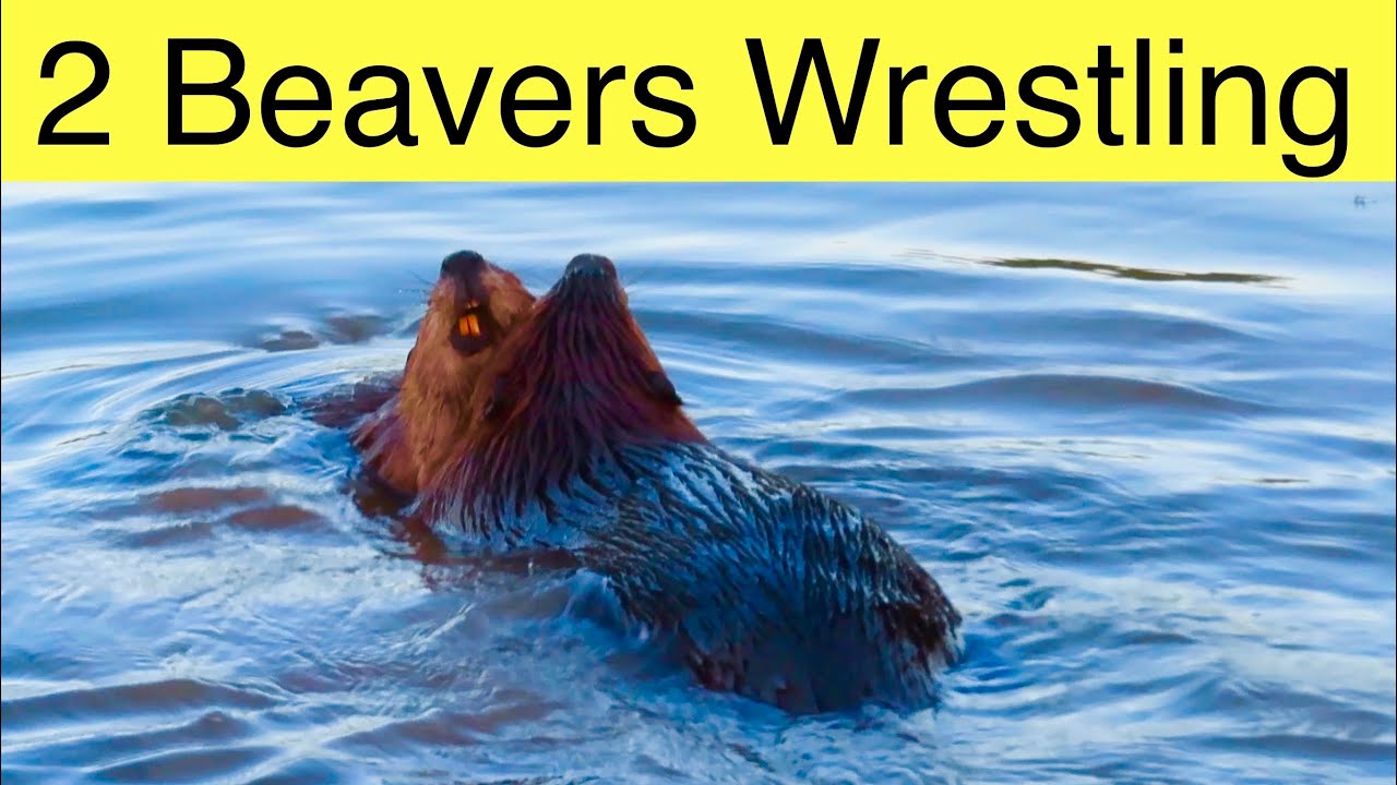 2 Beaver Meet and Play Wrestle in the River - YouTube