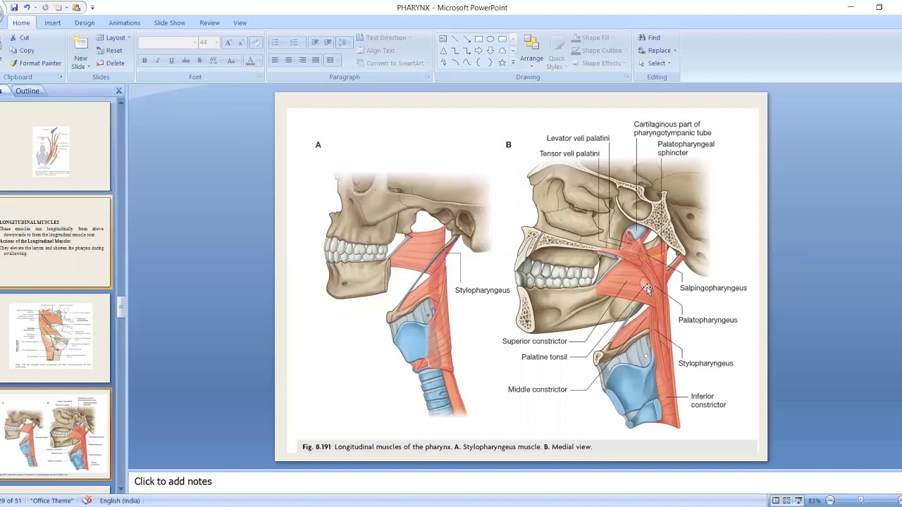 ANATOMY OF PHARYNX-2 - YouTube