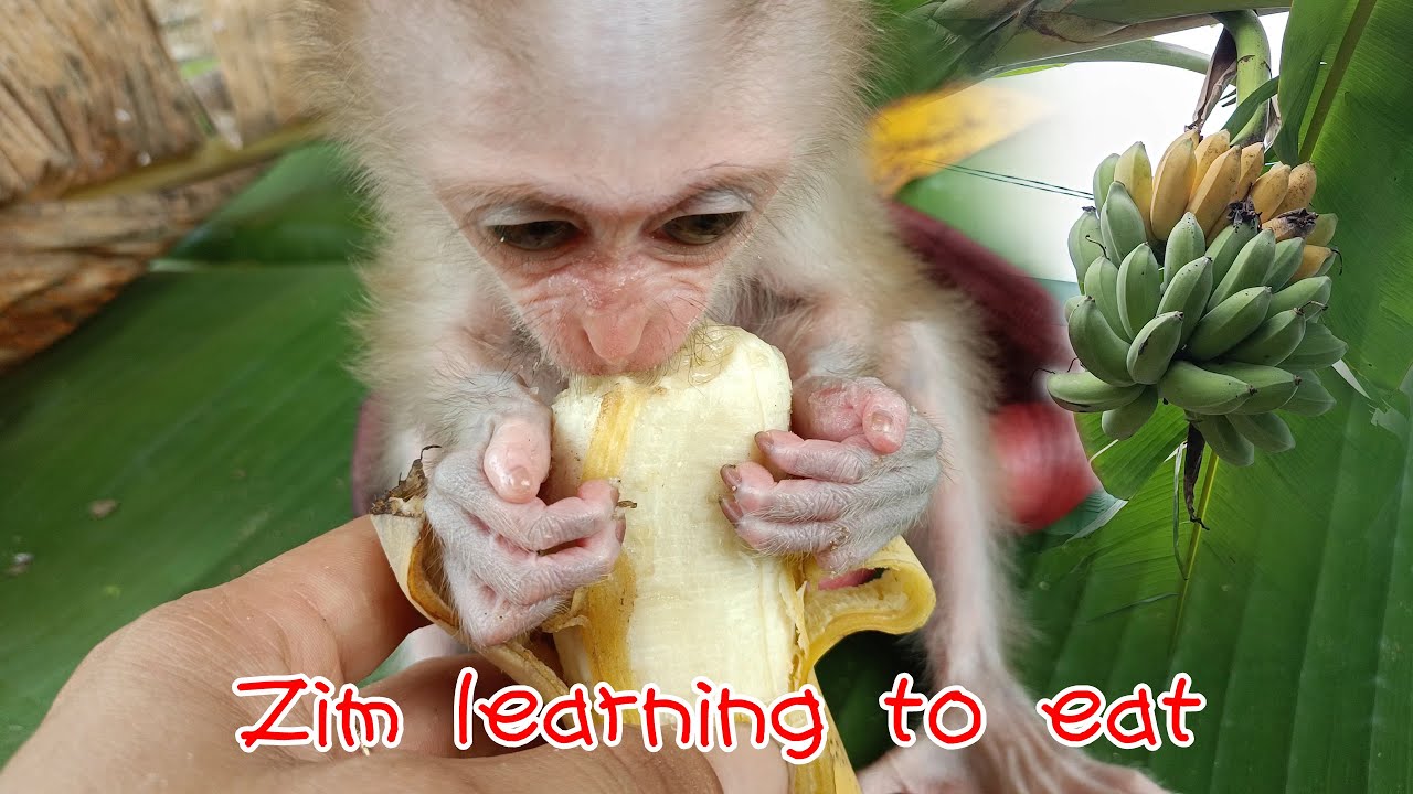 Baby monkey Zim starts to eat | Zim Family - YouTube