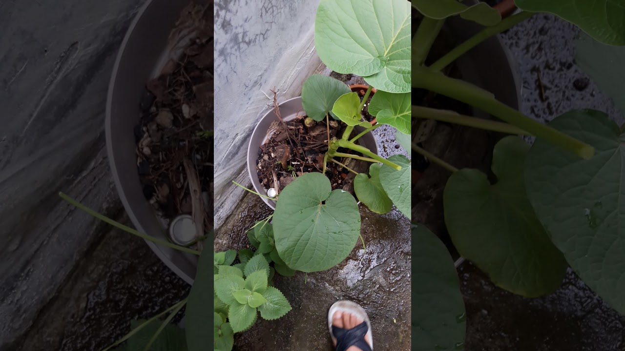 MOMO, HOJA SANTA EN MACETA - YouTube