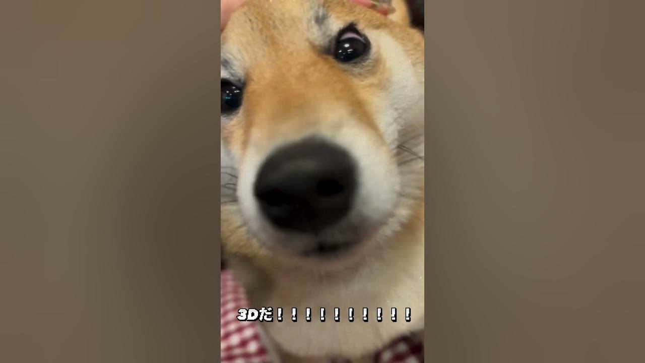 Daoko x Doggo #shiba #doggo #pets #daoko #kawaii #fyp - YouTube