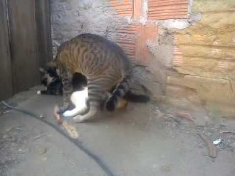 acasalamento de gato: gata fugindo - YouTube