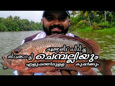 Catching and cooking Mangrove Jack fish/ choondayil pidicha chemballi ...