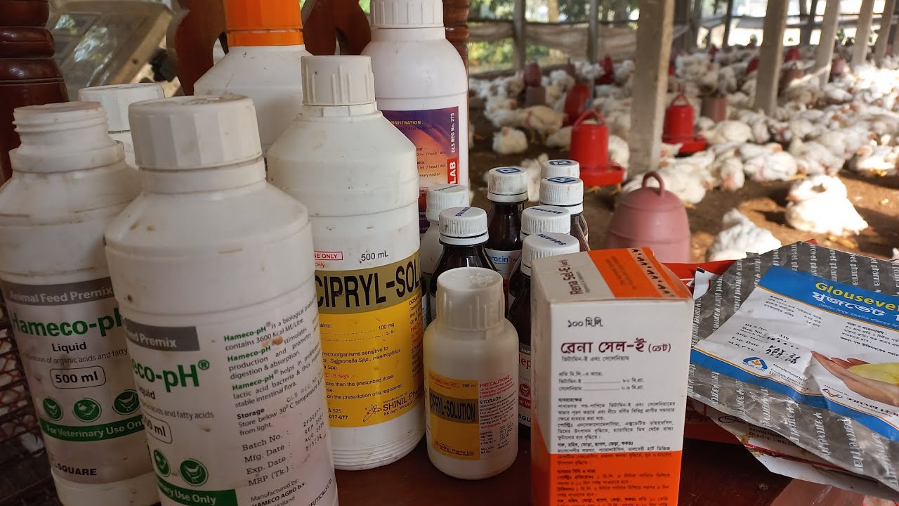 ১ থেকে ৩৫ দিন পর্যন্ত ব্রয়লার মুরগিকে যেই গুলো ঔষধ দিয়েছি Broiler ...
