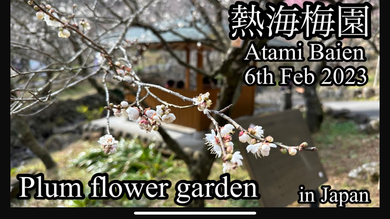 plum flowers in Japan Atami Baien 熱海梅園@Senor beer - YouTube