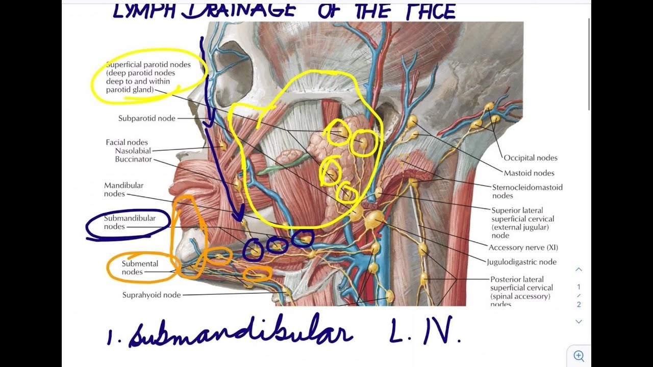 Lymph Drainage of the Face | Head and Neck Anatomy - YouTube