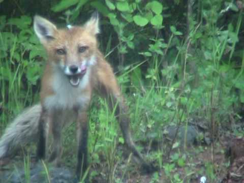 Red Fox catches a Rabbit . - YouTube