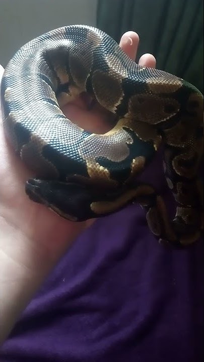 Ball python handling! So adorable #shorts - YouTube