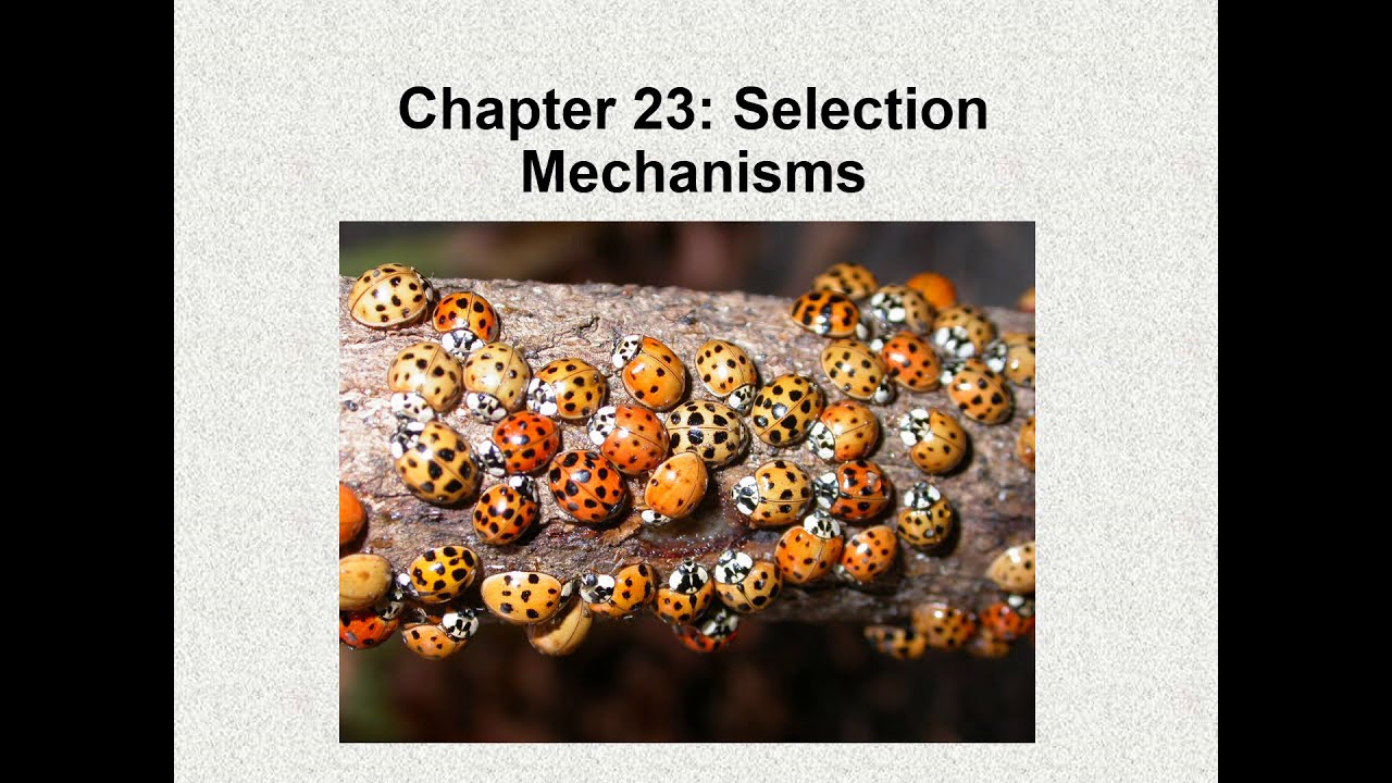 Chapter 23 Selection Mechanisms - YouTube