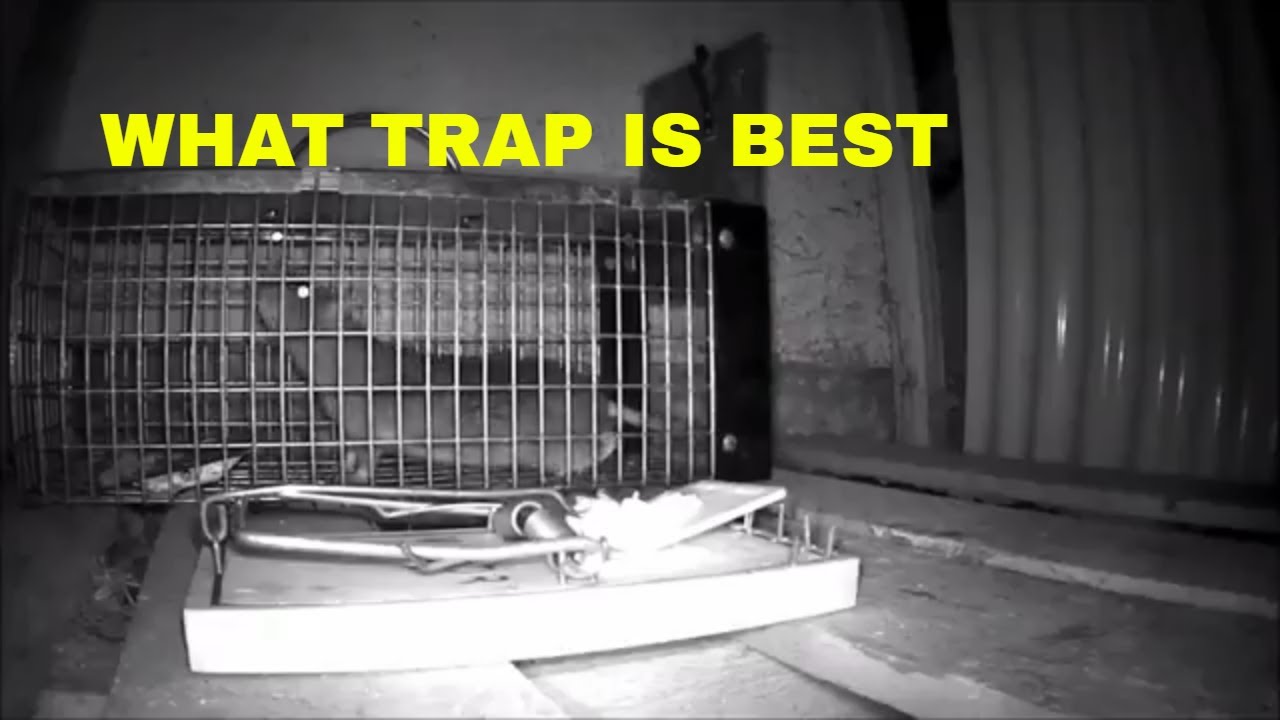 WHY IS THIS THE BEST RAT TRAP OF ALL? - YouTube