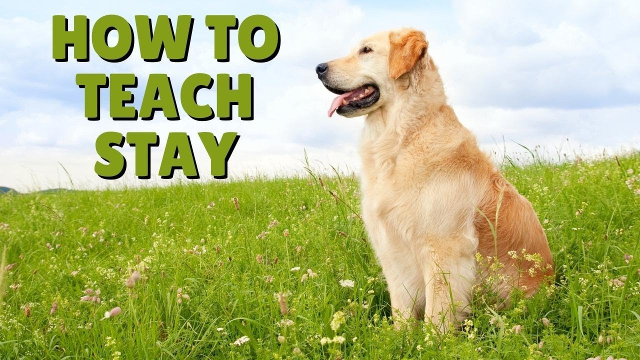 Teach a Dog to Stay Video | Beginning Dog Training Skills - YouTube