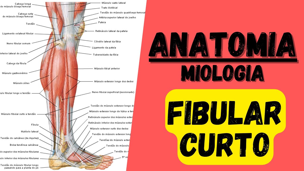 🔴👉 Mús. FIBULAR CURTO - Miologia 30 do membro inferior - Anatomia - YouTube