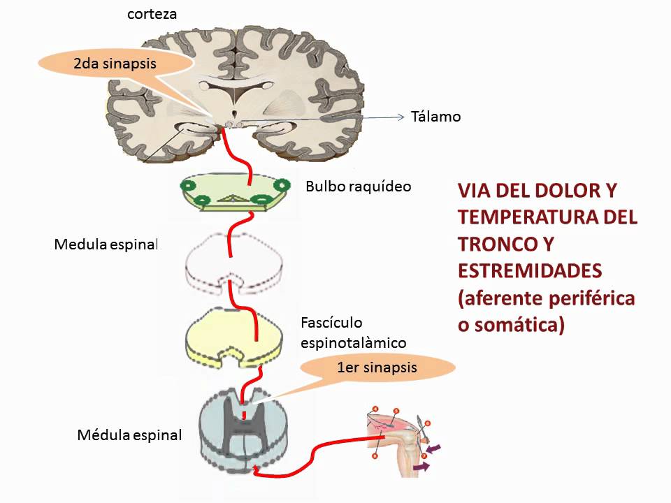 VIAS ascendentes y descendentes - YouTube