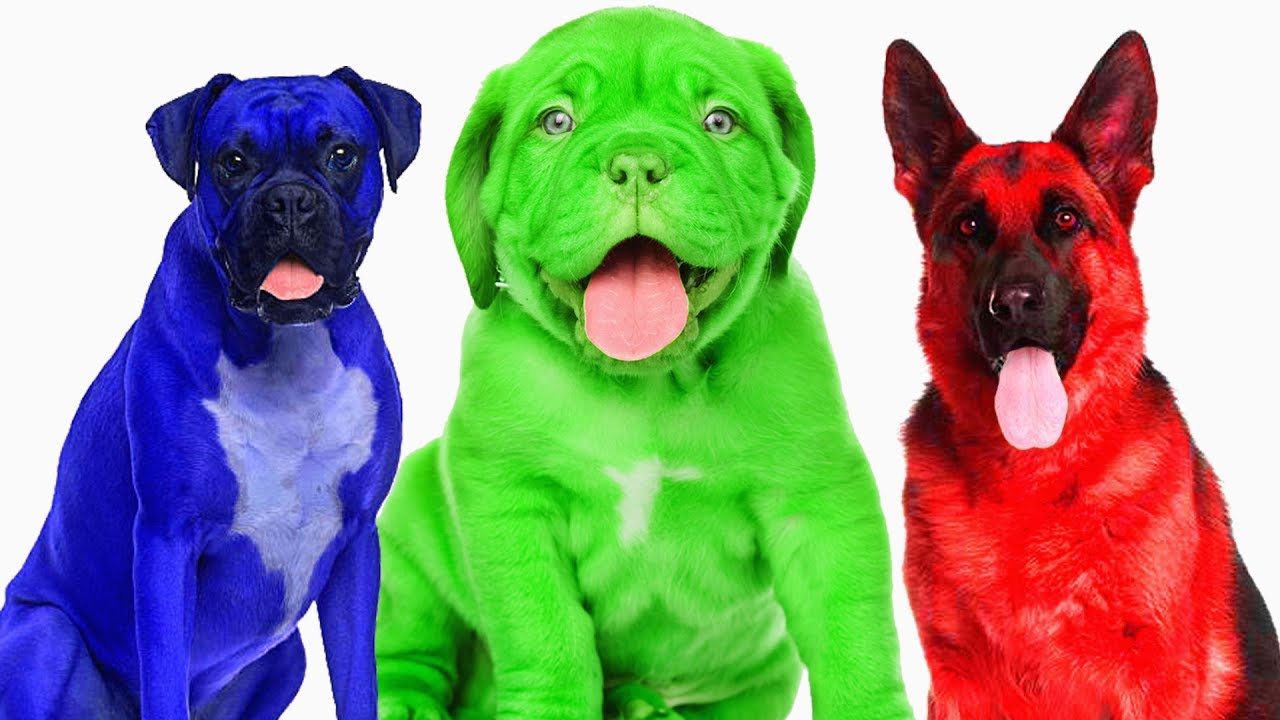 Learn Colors With Dogs For Children #l Colorful Dogs Xylophone Funny ...