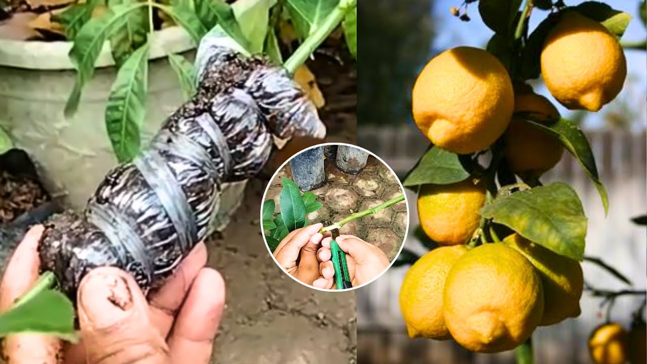 Easy & fast way to graft lemons | Grafting Plants - YouTube