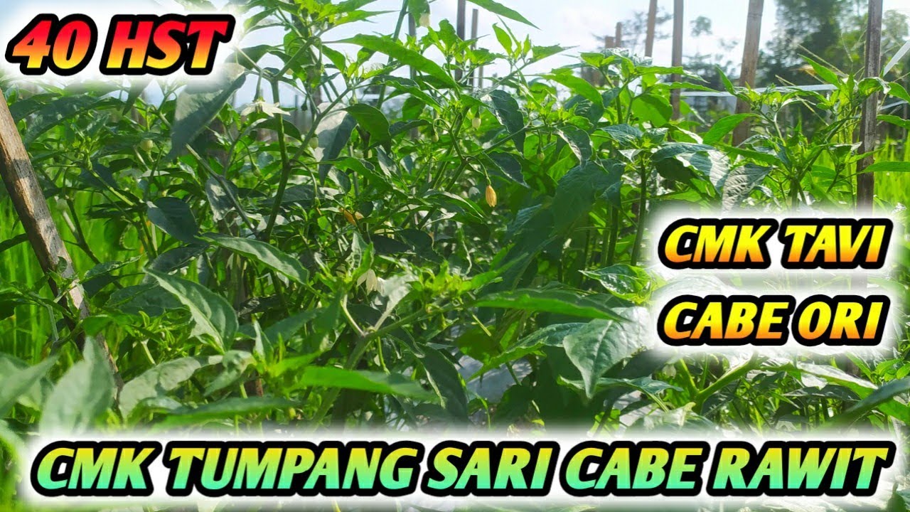 BUDIDAYA CMK TUMPANG SARI CABE RAWIT ORI 212 METODE PROFESOR CABE USIA ...