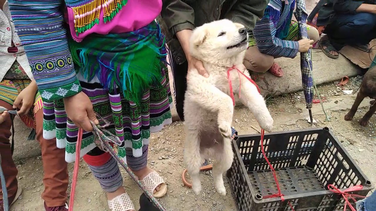 Chợ chó con, chó xù Bắc Hà 20-10-2019 - YouTube