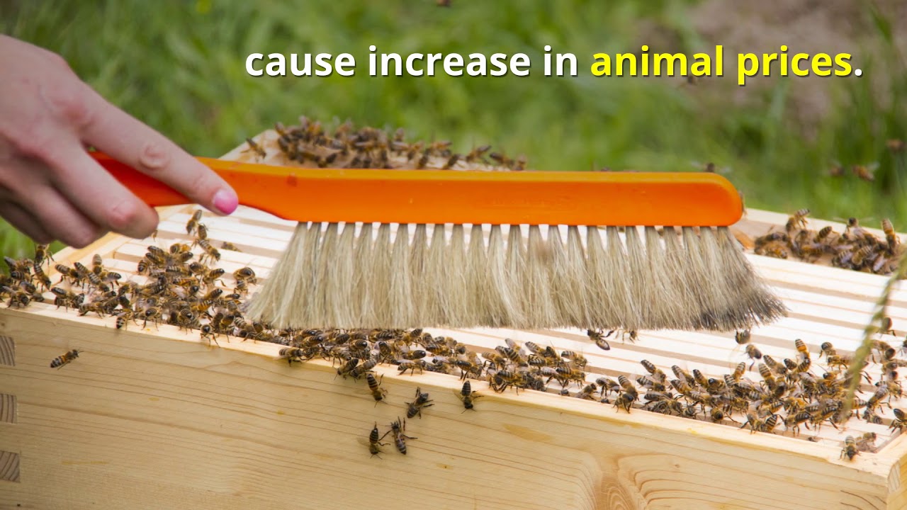 What Happens If There Are No Bees? - YouTube