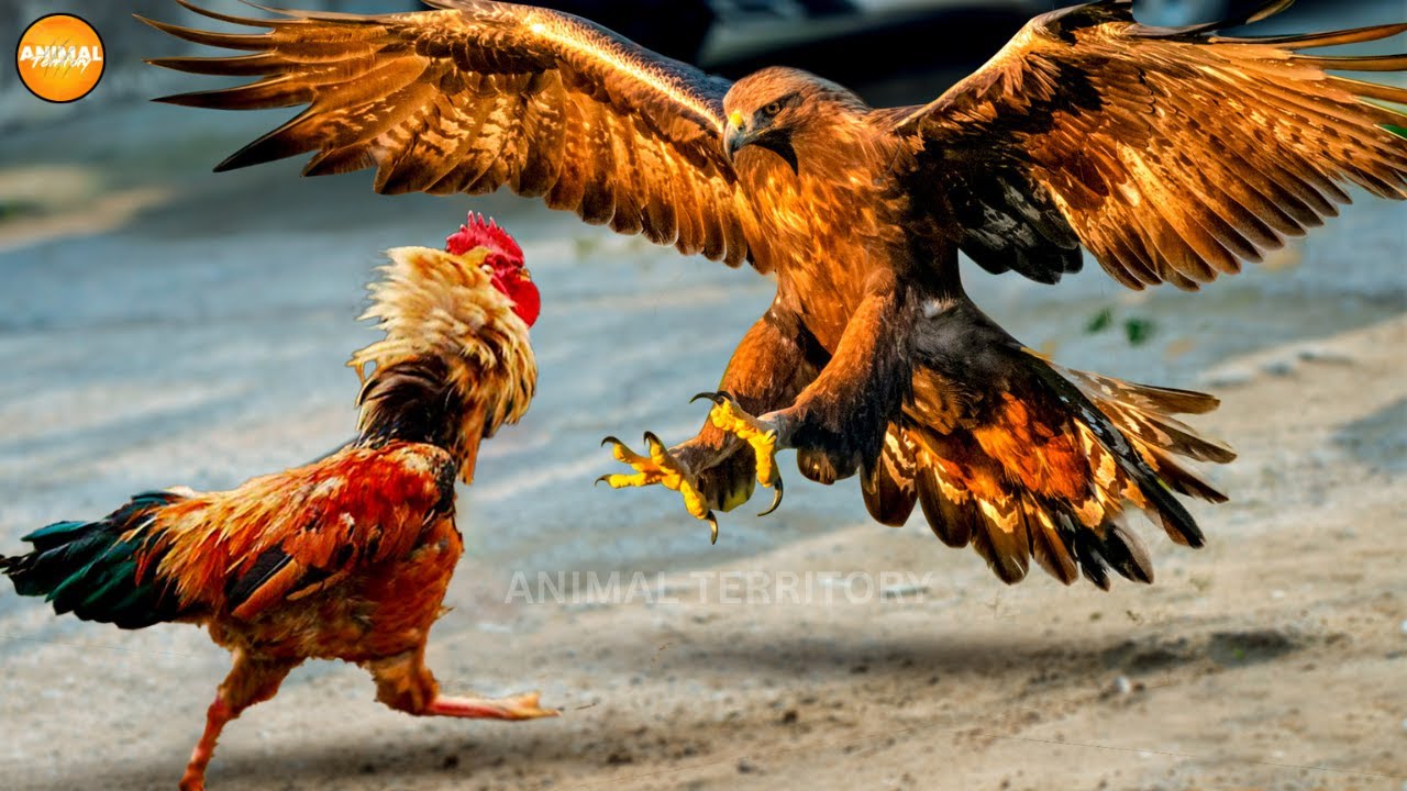 Incredible Eagle Attacks Caught on Camera! - YouTube