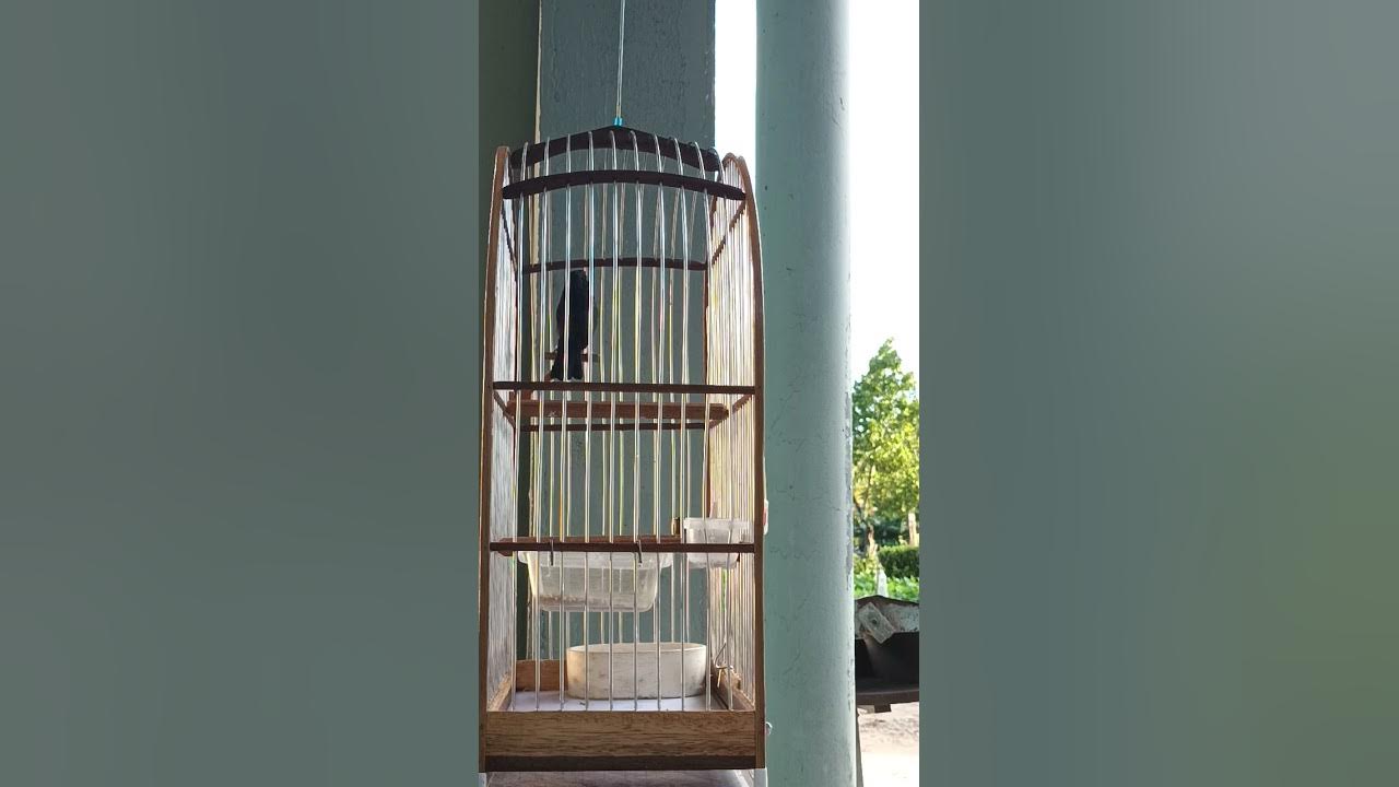 Picolet ( Jardel ).....3 - juli - 2024 - YouTube