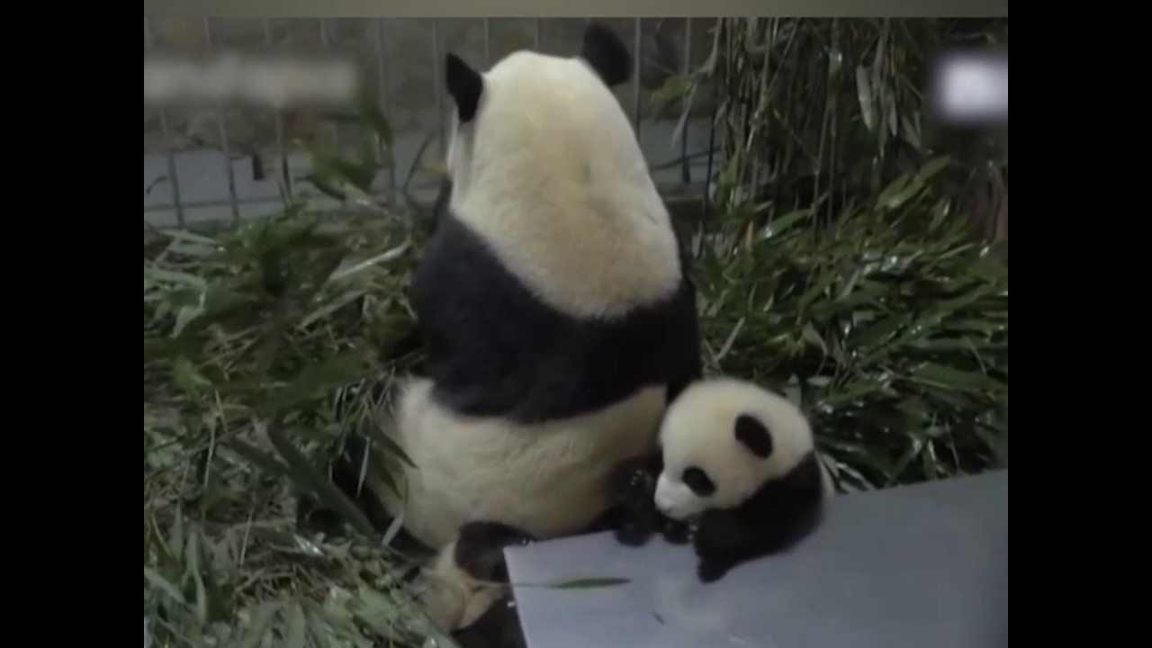 Baby panda makes barking sound as it warns mom| CCTV English - YouTube