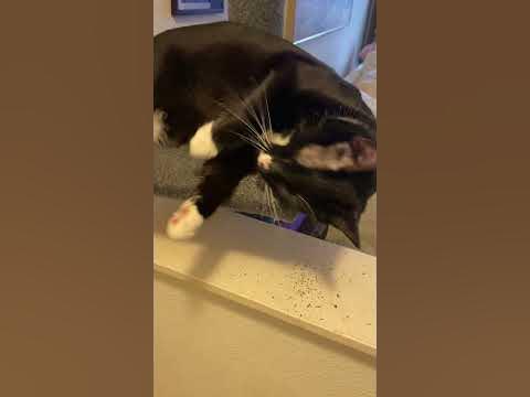 High tuxedo kitty on catNip #kitty #catnoir #nice #cute - YouTube
