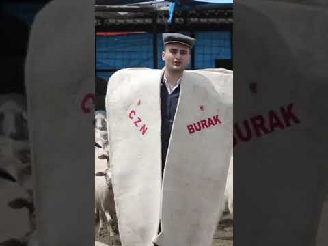 CZN BURAK KUZU THUNDER YENİ ŞARKISI